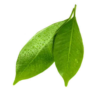 Baked haricots verts with bacon and hummus - Discovered